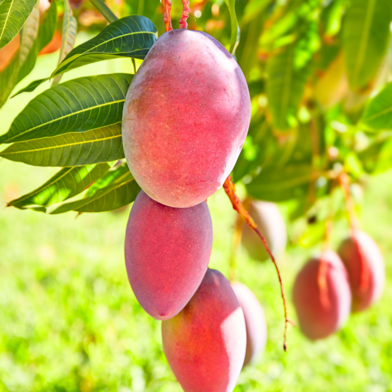 Top Mangoes Exporters In Kenya | 100% Best Fresh Organic