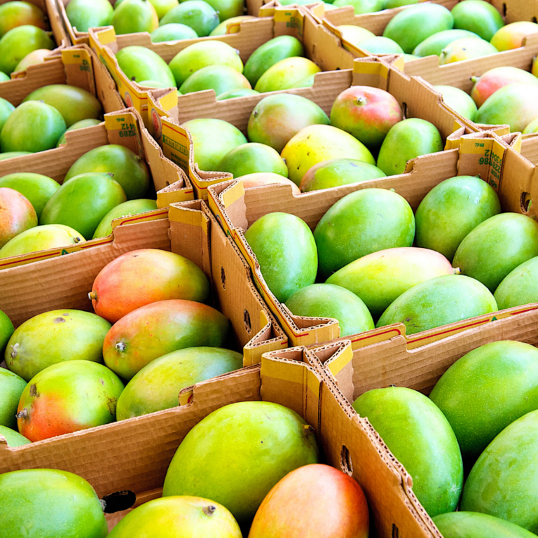 Top Mangoes Exporters In Kenya | 100% Best Fresh Organic